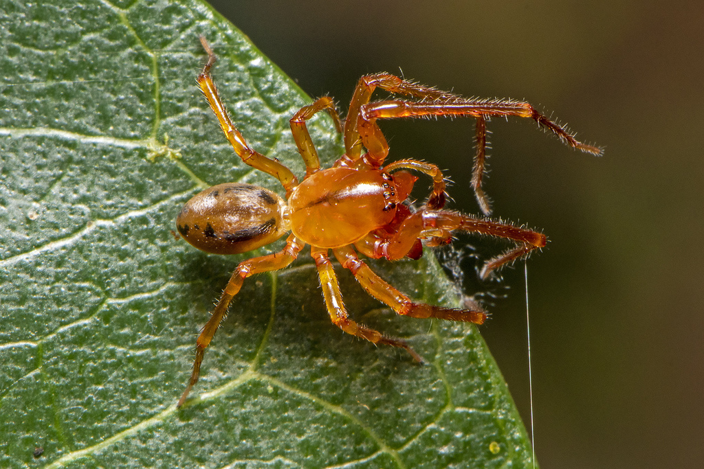 Daviesa lubinae from Binna Burra QLD 4211, Australia on November 3 ...