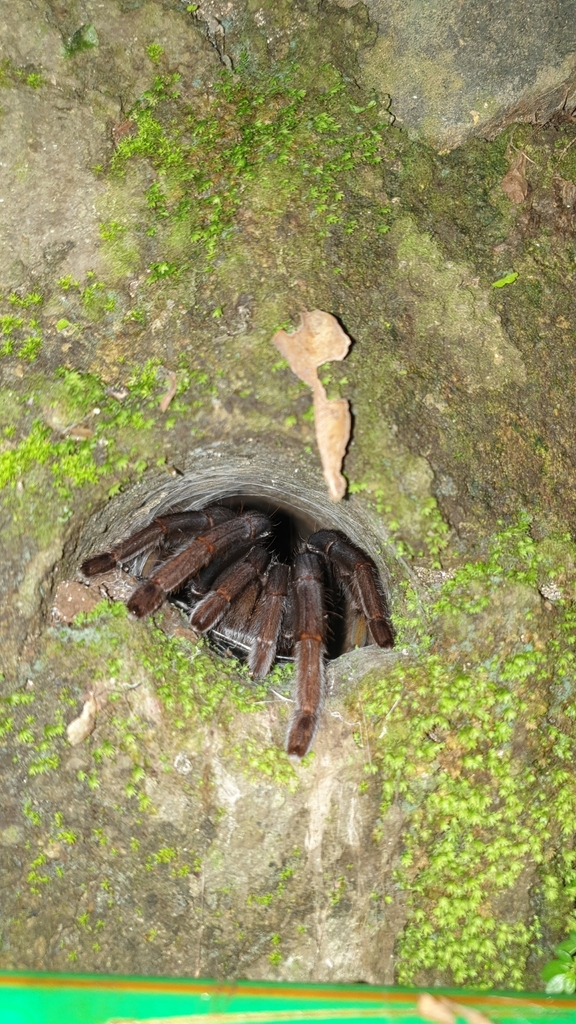 Javan Yellow-kneed Tarantula from 4JQ2+M62, Ledeng, Cidadap, Bandung ...