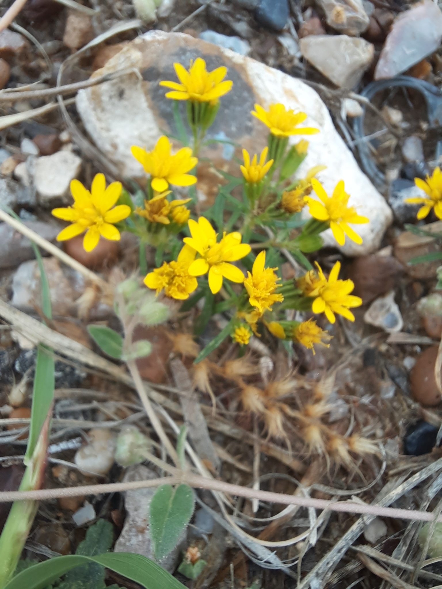 Pectis angustifolia Torr.