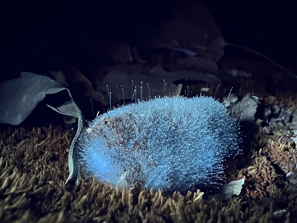 Phycomyces from Albert Johnson Rd, Nashville, IN, US on November 02 ...