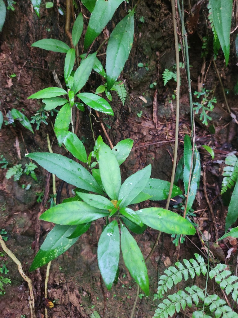 Chinese Hydrangea from 台灣台北 on November 4, 2022 at 04:04 PM by 胡正恆 ...