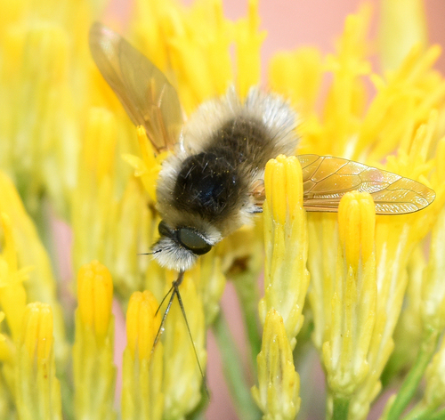 Grey Bee Fly (Anastoechus melanohalteralis)
