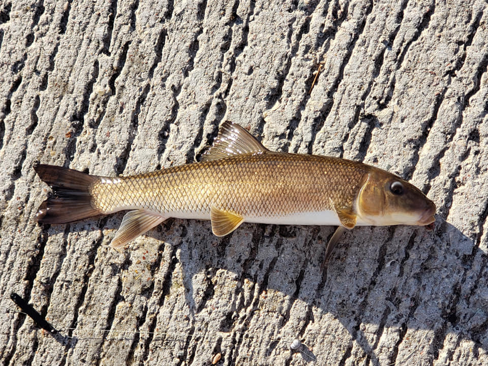 White Sucker (Catostomus commersonii) - Marine Life Identification