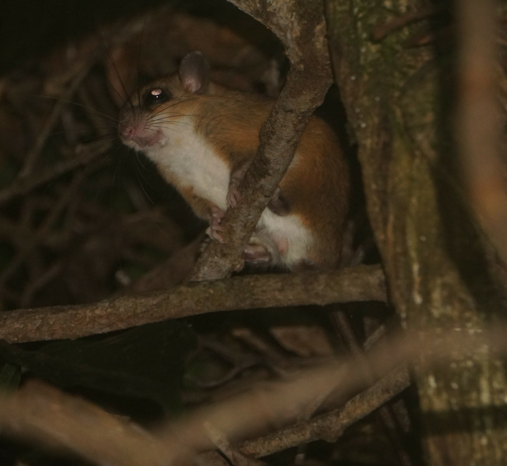 Nyctomys sumichrasti (Saussure, 1860)