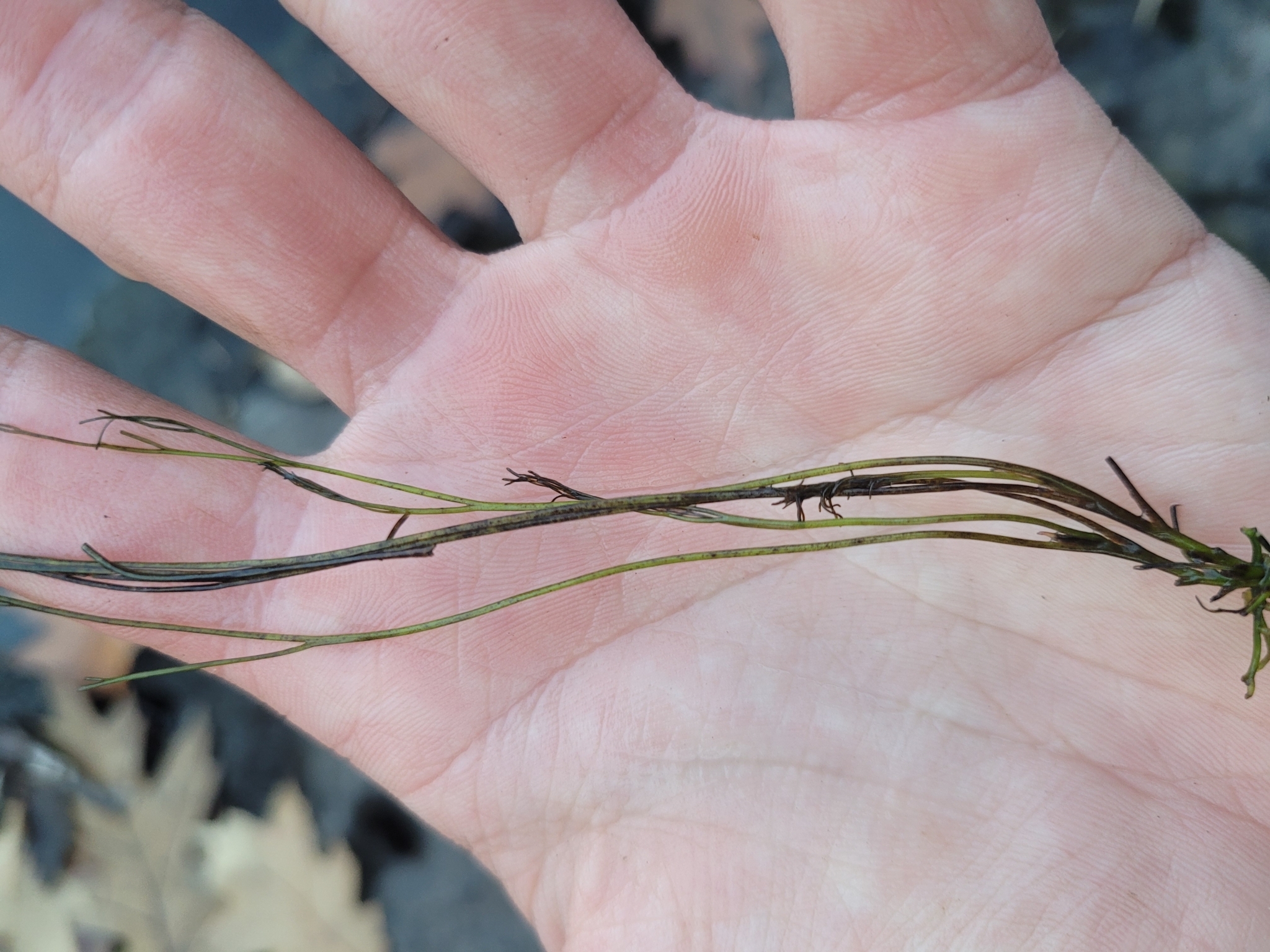 Podostemum ceratophyllum Michx.