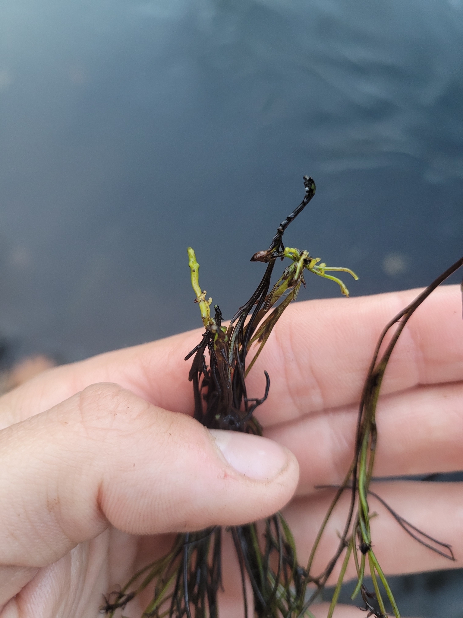 Podostemum ceratophyllum Michx.