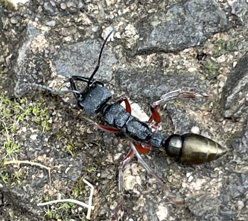 Tawny-legged Jack Jumper Ant from Frankston South, VIC, AU on November ...