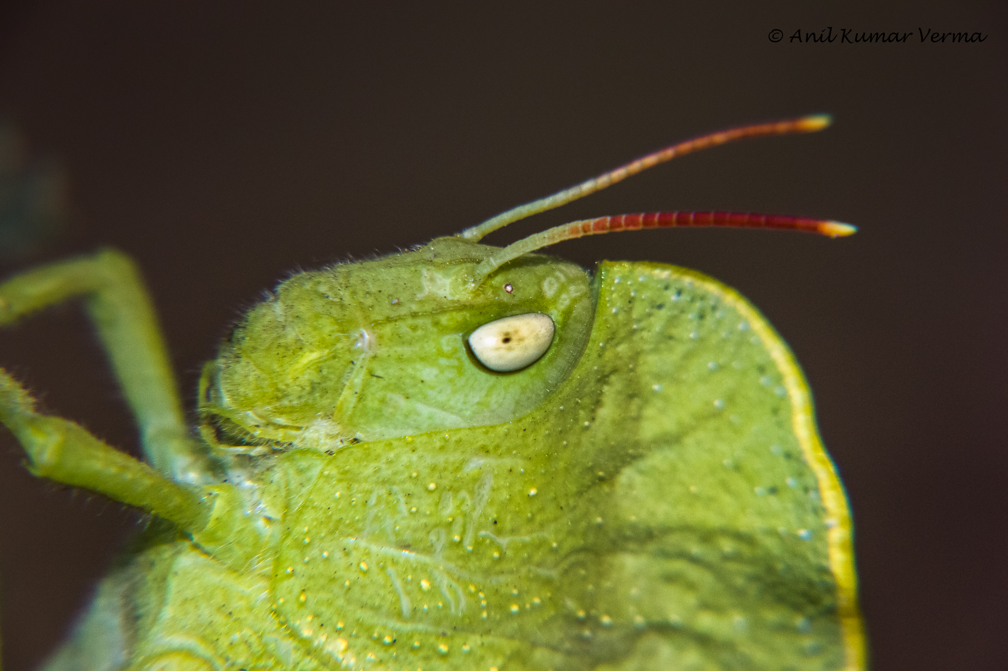 Teratodes monticollis (Gray, 1832)
