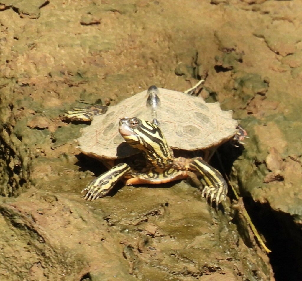 Black-knobbed Map Turtle in October 2022 by Jeff Garner · iNaturalist