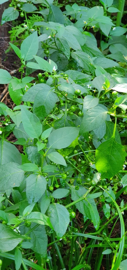 American black nightshade from 0991, New Zealand on November 4, 2022 at ...