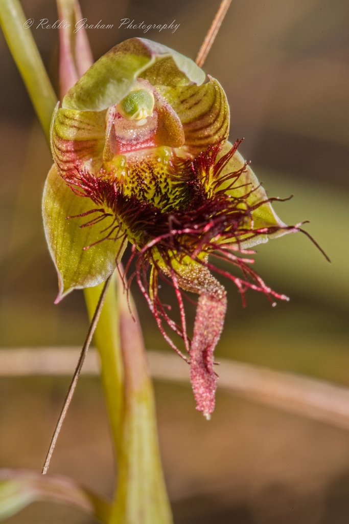 red beard orchid in November 2022 by Robbie Graham · iNaturalist