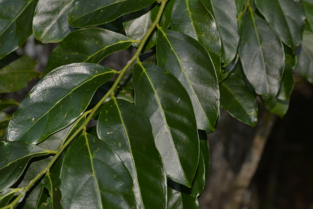 Citronella moorei from Coffs Harbour - Pt B, New South Wales, Australia ...