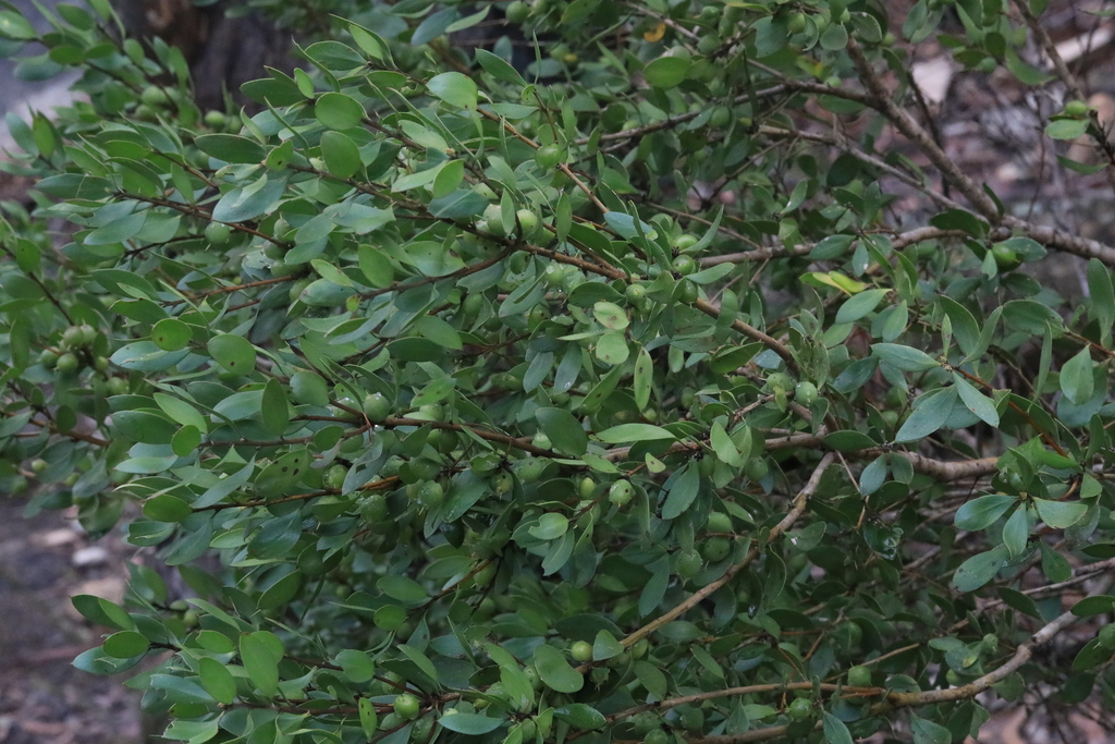 Persoonia cornifolia from Girraween QLD 4382, Australia on October 20 ...
