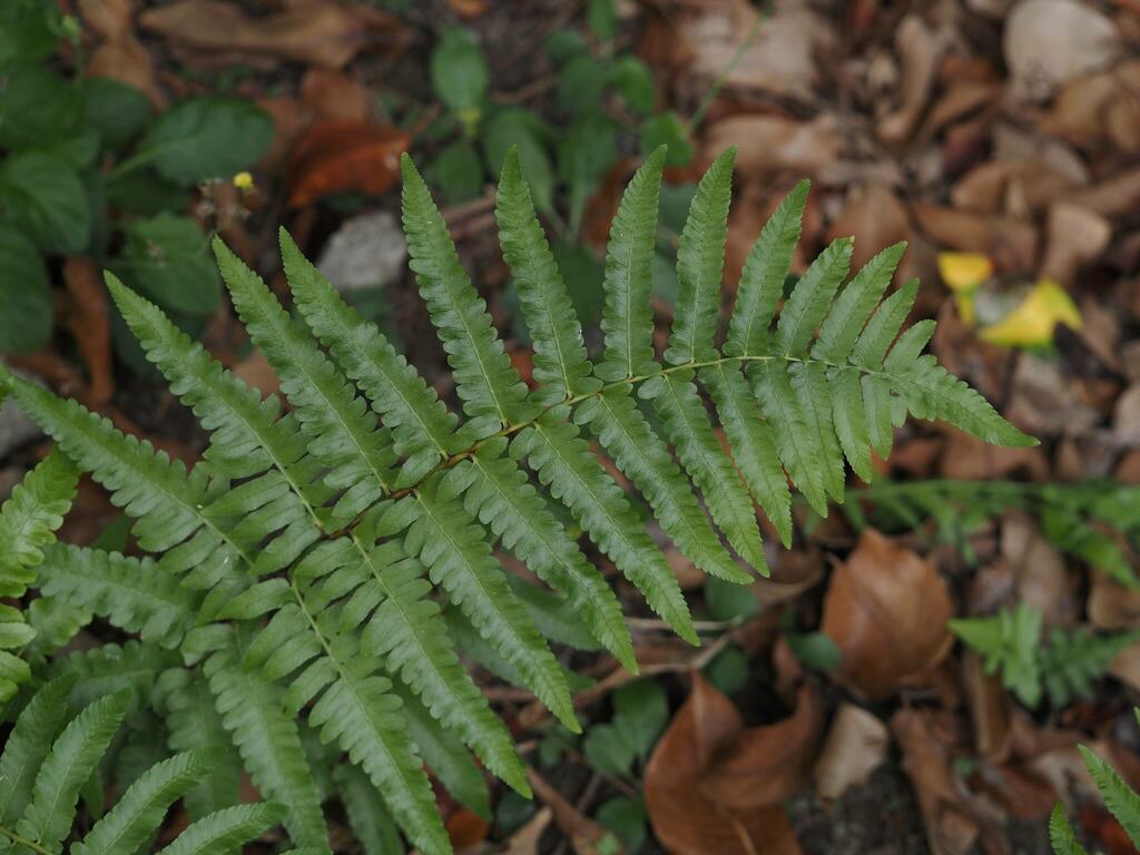 Vegetable Fern from Yulin, Taiwan, Taiwan on July 27, 2022 at 10:23 AM ...
