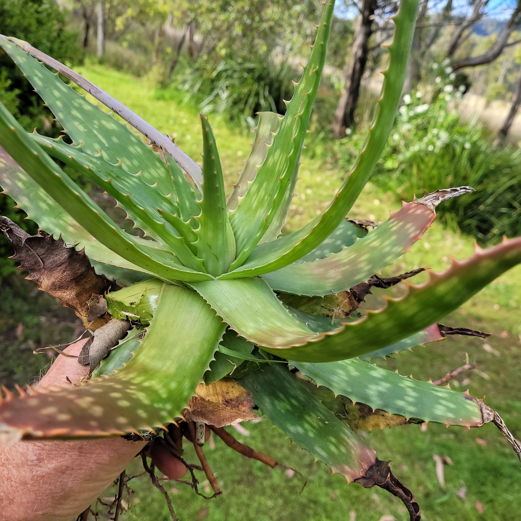 spotted aloe from North Branch QLD 4370, Australia on November 5, 2022 ...