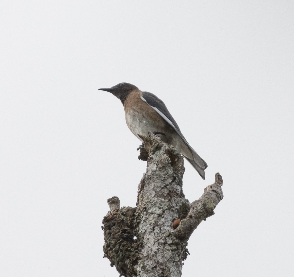 Hartlaubius auratus (Statius Muller, 1776)