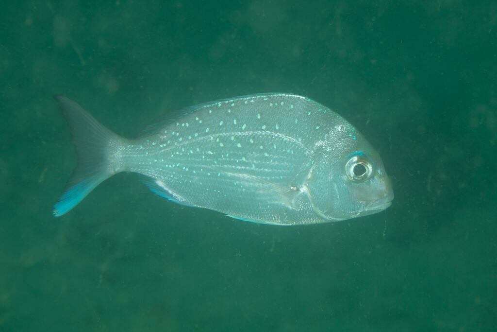 Snapper from 1 Bower Ln, Manly NSW 2095, Australia on November 5, 2022 ...