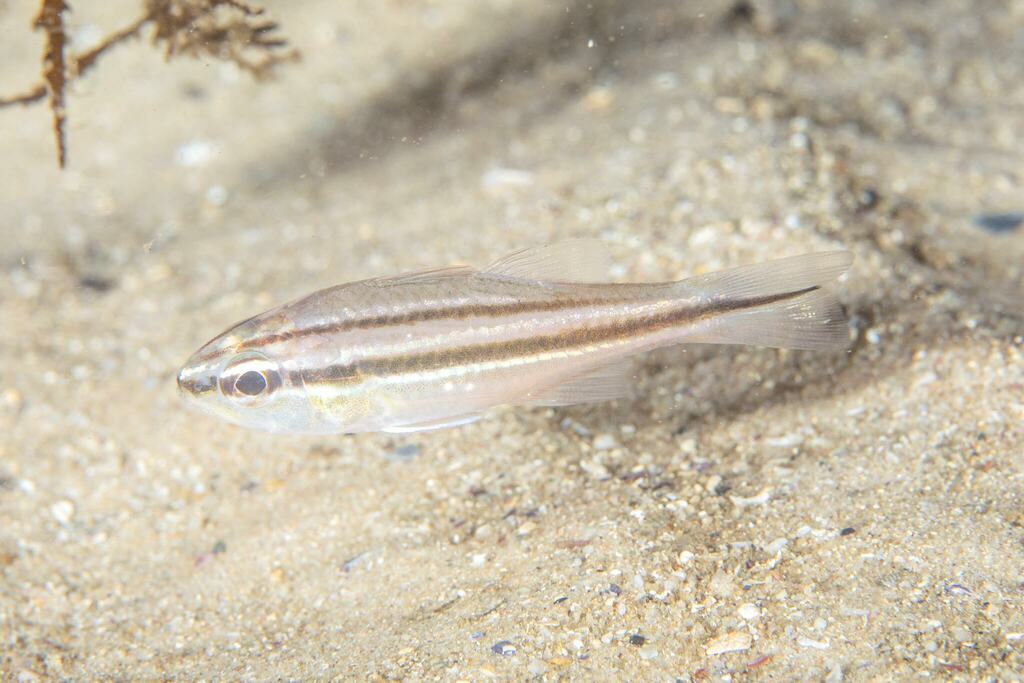 Broad-banded Cardinalfish from 1 Bower Ln, Manly NSW 2095, Australia on ...