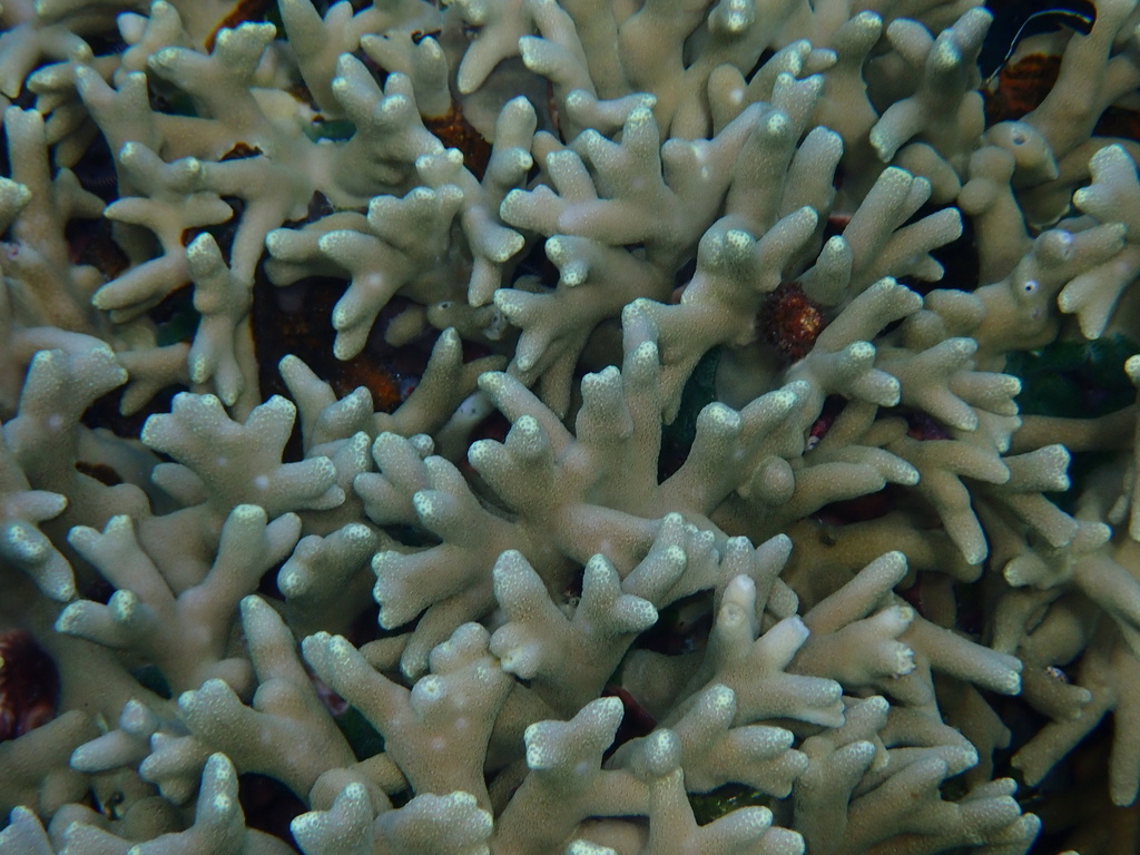 Yellow Finger Coral in October 2022 by Jean-Paul Boerekamps · iNaturalist