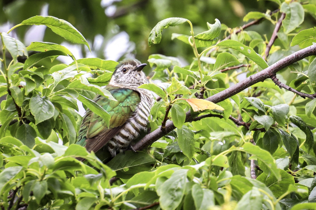 Shining Bronze-Cuckoo from Amberley, New Zealand on November 5, 2022 at ...