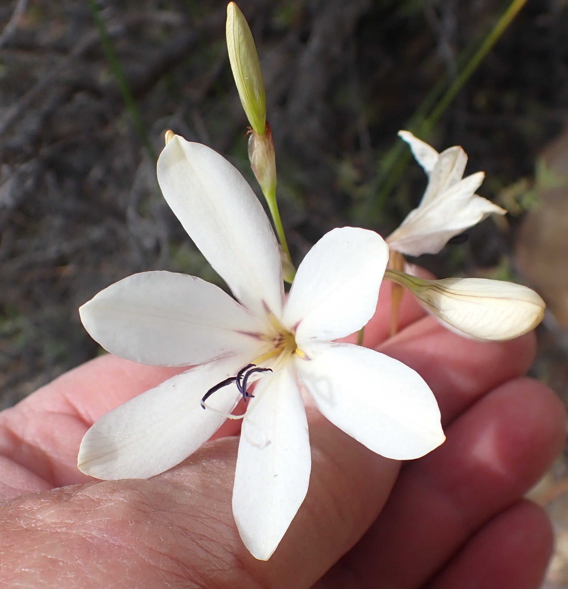 Tritonia bakeri subsp. bakeri