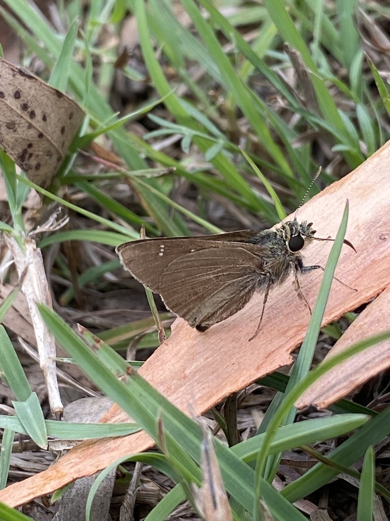Large Dingy Skipper from Northwest Outer Brisbane, Kholo, QLD, AU on ...
