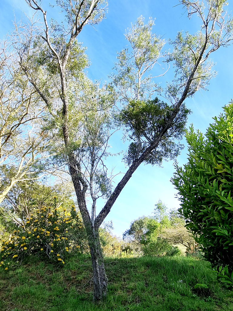 Cape Willow from Wargundy, Hoekwil, Wilderness, 6538, South Africa on ...