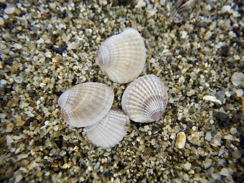 Timoclea micra · iNaturalist