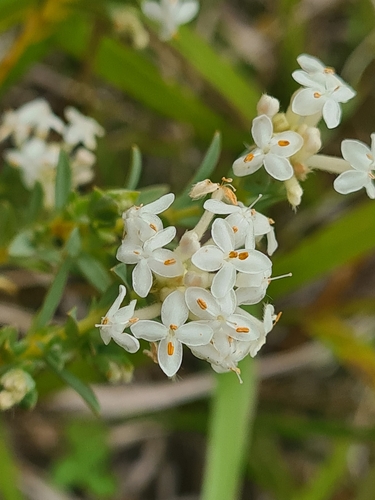 Subspecies Pimelea linifolia caesia · iNaturalist