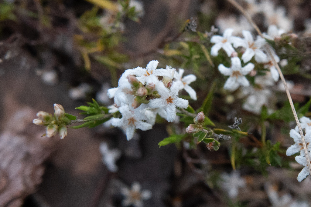 common beard-heath from Glenlyon VIC 3461, Australia on October 29 ...