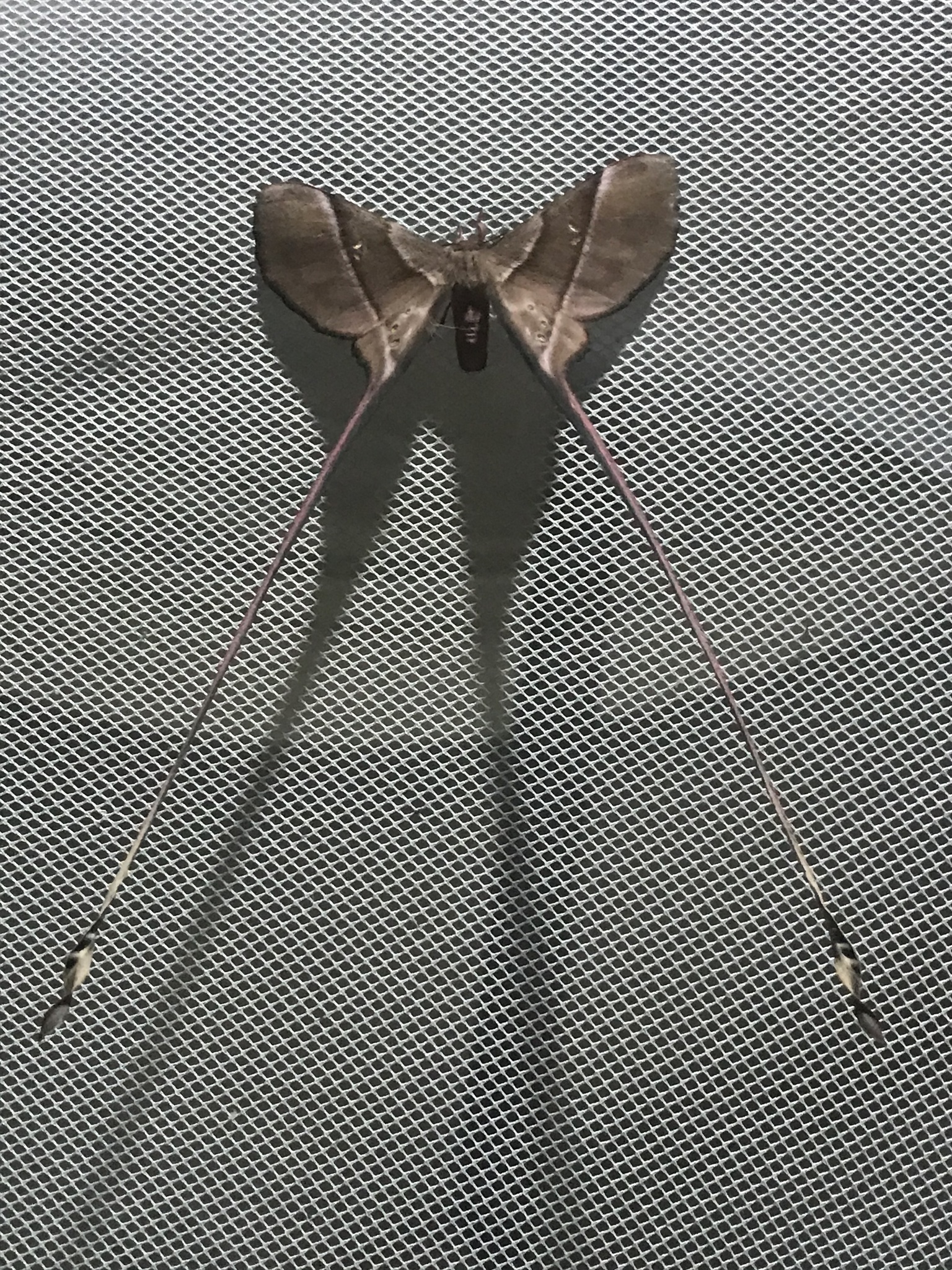 Eudaemonia argus Fabricius, 1781