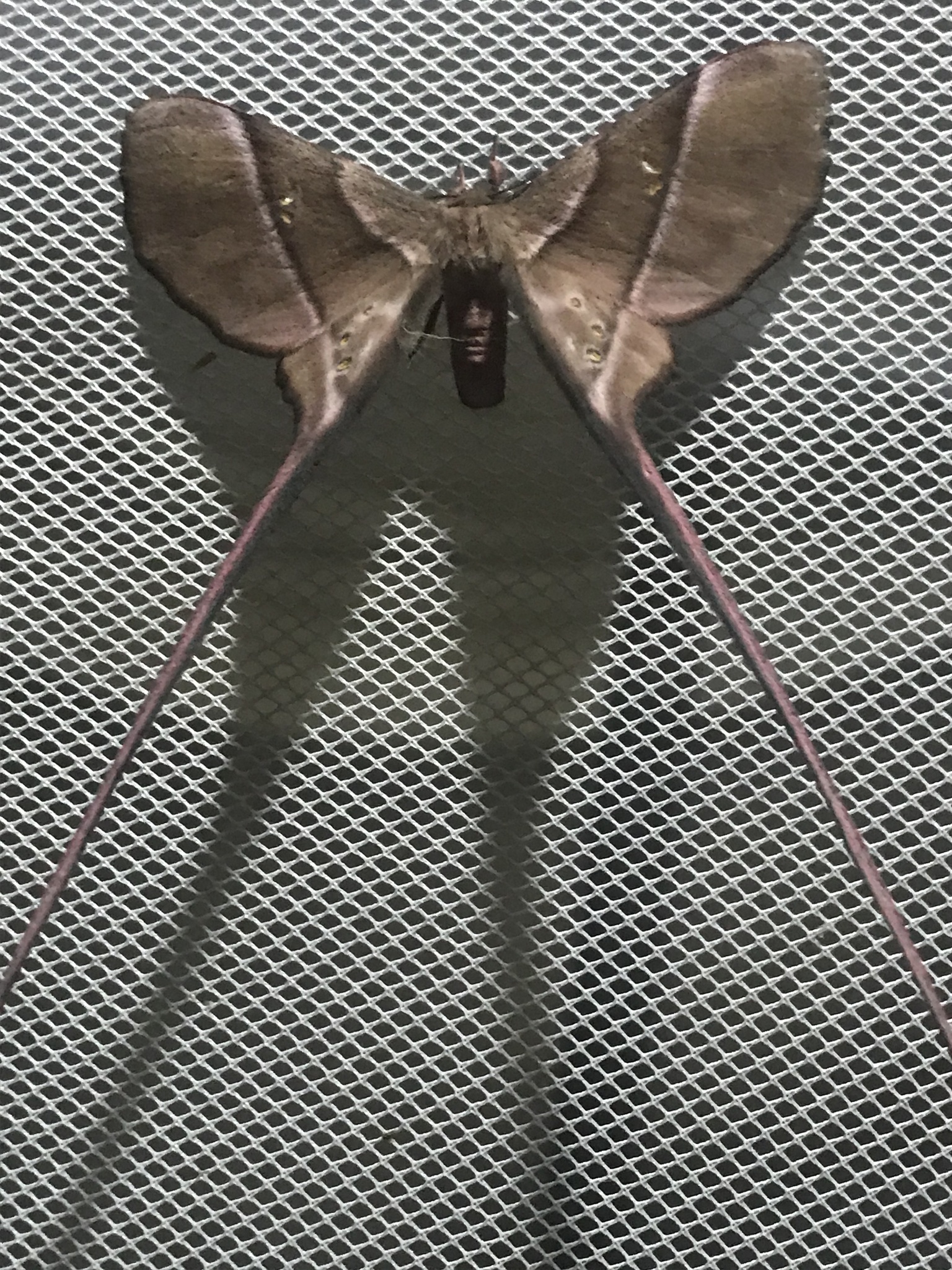 Eudaemonia argus Fabricius, 1781