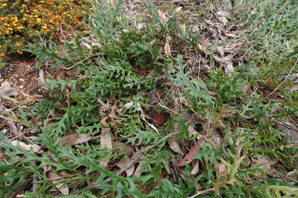 Fryerstown grevillea from Glenlyon VIC 3461, Australia on October 29 ...