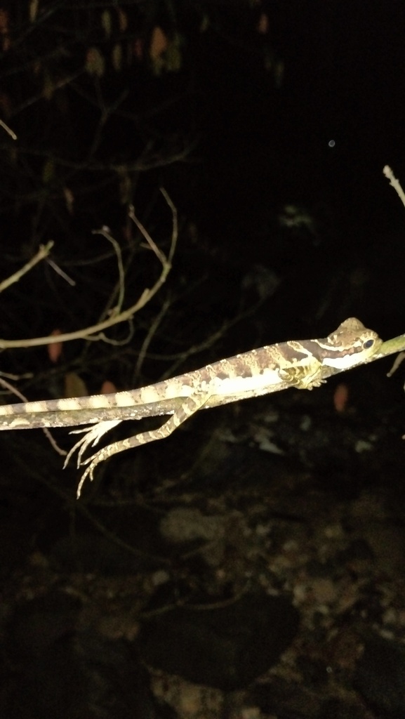 Malayan Crested Lizard from Padang, ID-SB, ID on November 04, 2022 at ...