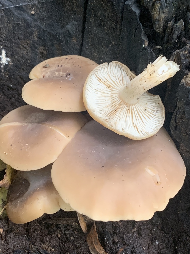 Beech Mushroom in November 2022 by msmarasmius. Growing from a tree ...