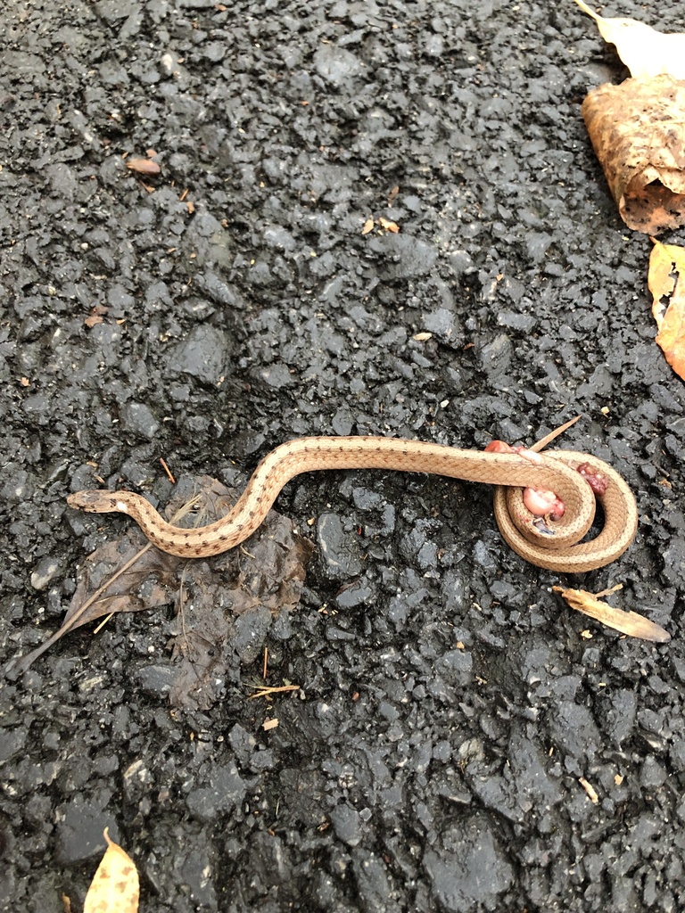 DeKay's Brownsnake from Haines Mill Rd, West Chester, PA, US on ...