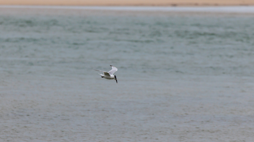 Sandwich Tern from Mgazi, South Africa on October 25, 2022 at 03:40 PM ...