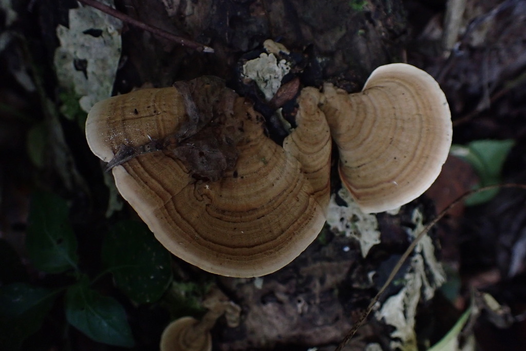 Thin-walled Maze Polypore from Half-collared Kingfisher Trail ...