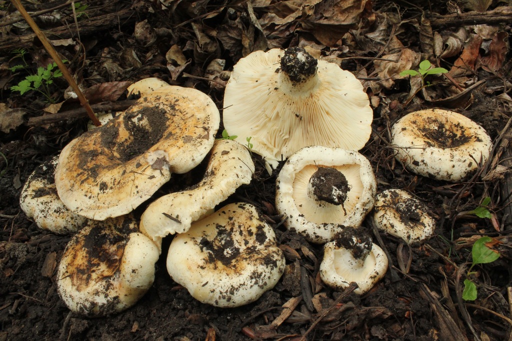 fruity milkcap from Gallatin County, MT, USA on June 24, 2013 at 06:12 ...