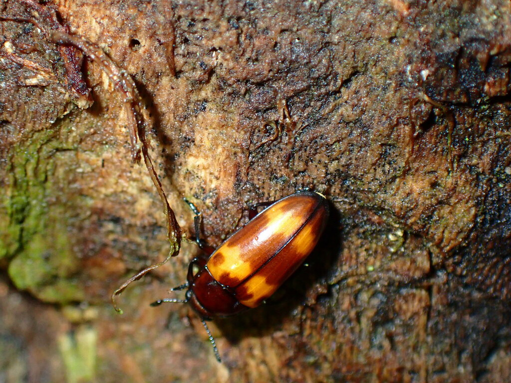 Red-banded Fungus Beetle from McDonald County, MO, USA (Mike's Creek ...