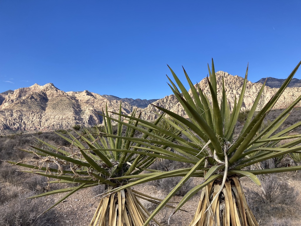 Mojave Yucca from Red Rock Canyon National Conservation Area, Las Vegas ...