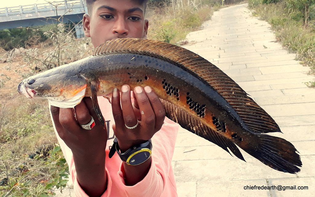 Bullseye Snakehead (Channa marulius) - Marine Life Identification