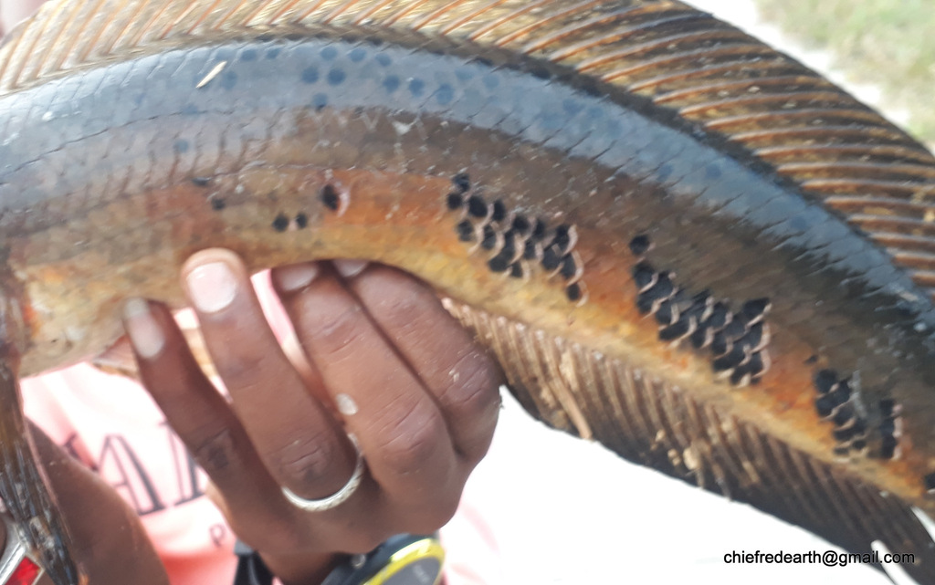 Bullseye Snakehead from Thenthamaraikulam, Tamil Nadu, India on October ...