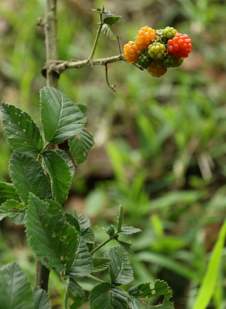 brambles from Ongoye Forest Reserve, King Cetshwayo District ...