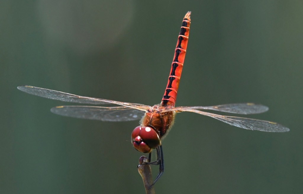 Wandering Pennant (Odonata (dragonflies and damselflies) of the British ...