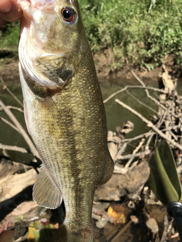 Spotted Bass from KY-773, Grayson, KY, US on August 27, 2022 at 03:54 ...