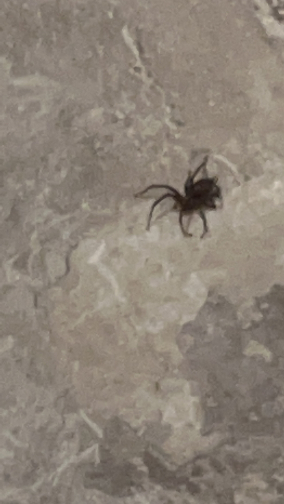 Southern House Spider from Kansas City on November 05, 2022 at 09:01 AM ...