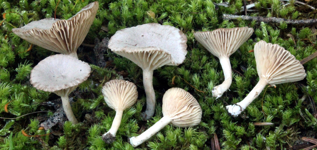 Coconut Milkcap from Ruby Meadows, Idaho 83638, USA on August 27, 2016 ...