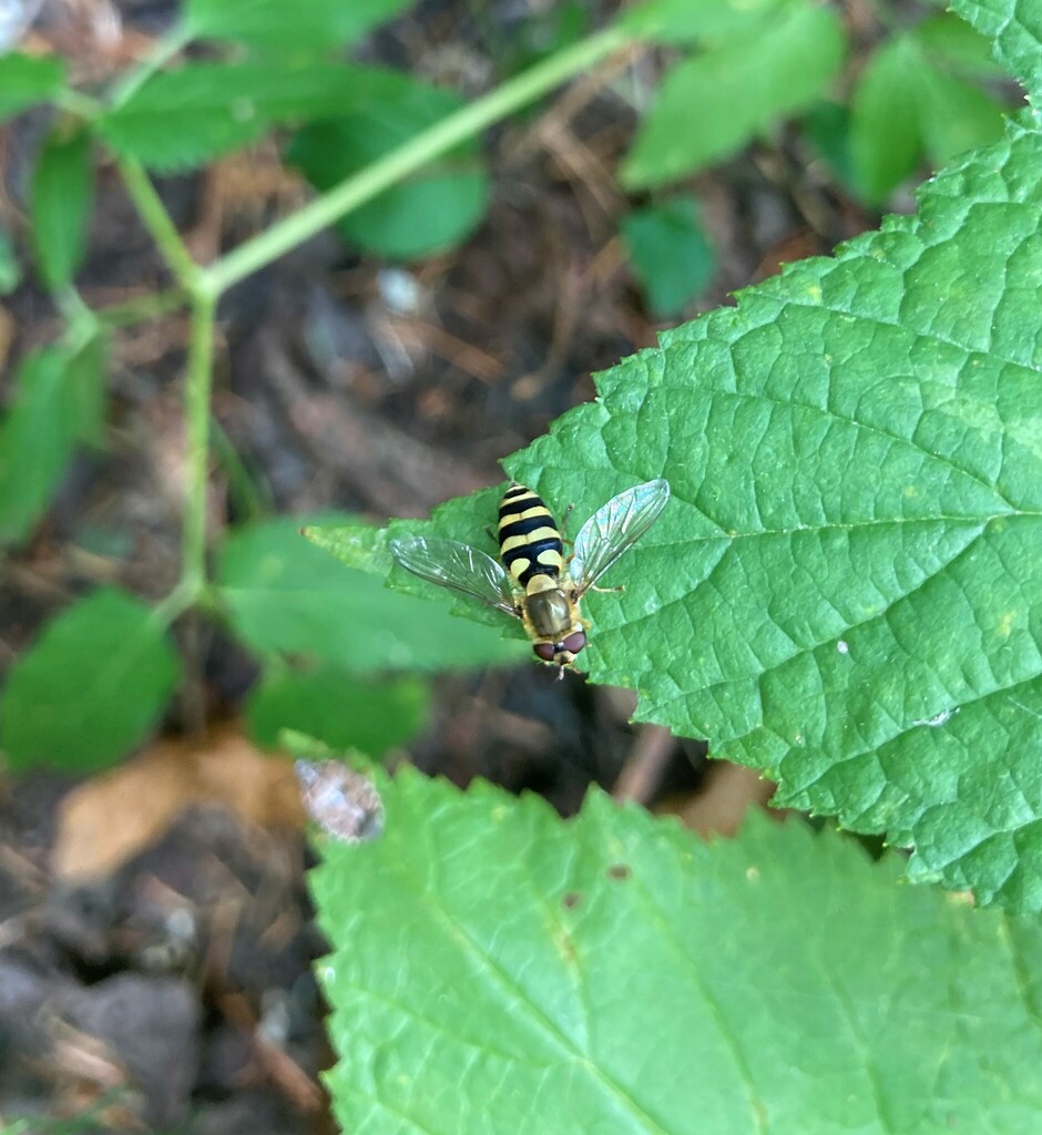 Common Flower Flies from Pincher Creek No. 9, AB, Canada on September ...