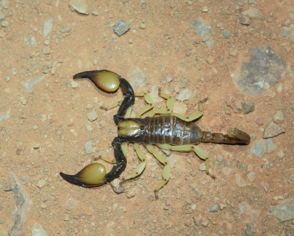 Namaqua Burrowing Scorpion from West Coast District Municipality, South ...